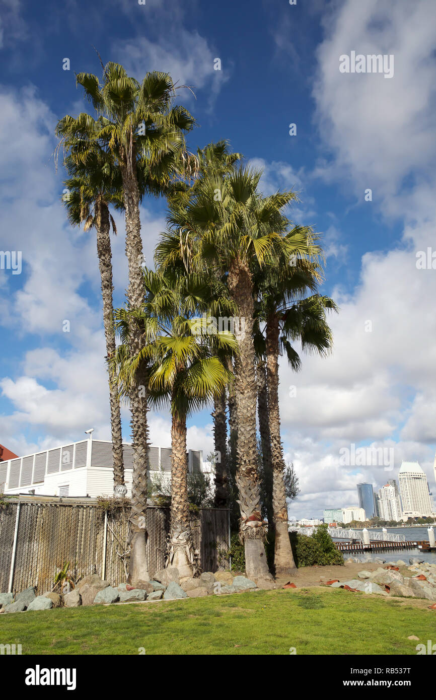 Tall palms in Coronado, San Diego,which is a city on the Pacific coast ...
