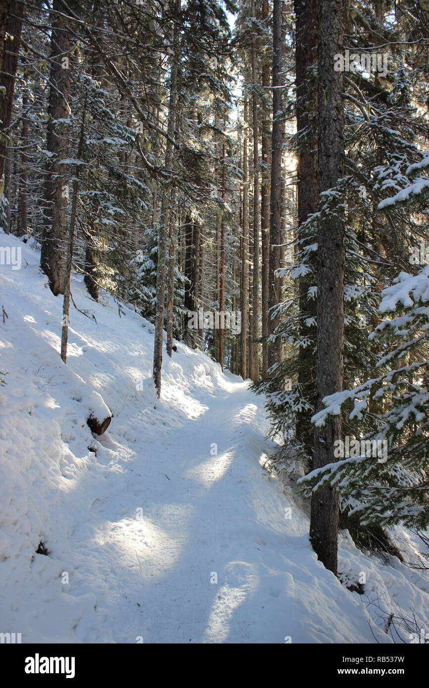 Forest Path in Winter Stock Photo - Alamy