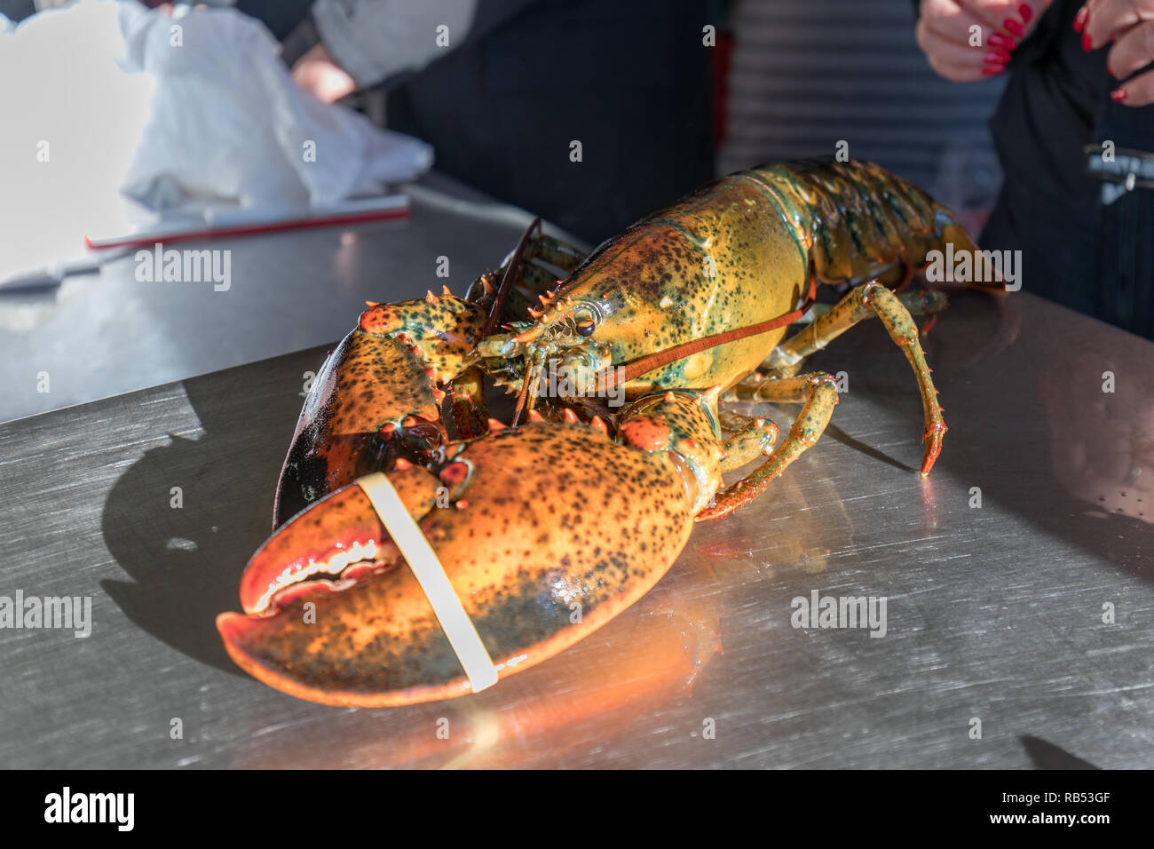 Vancouver lobster hi-res stock photography and images - Alamy