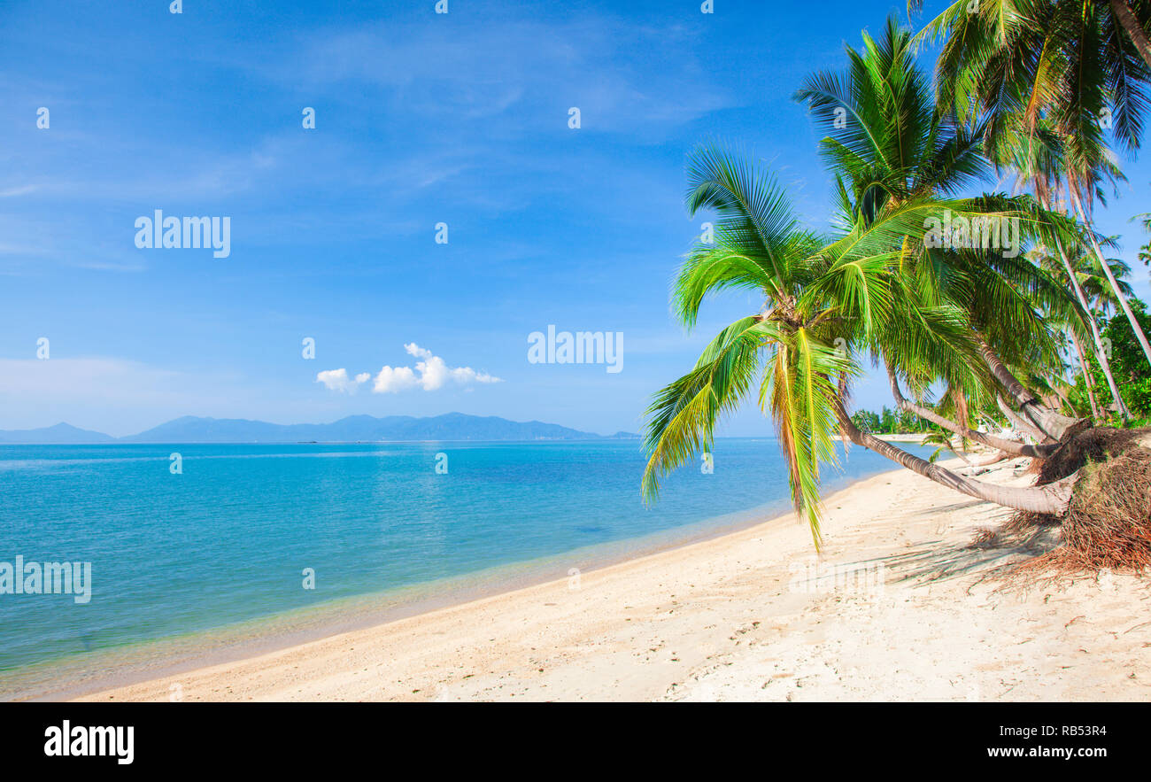 Plm beach hi-res stock photography and images - Alamy