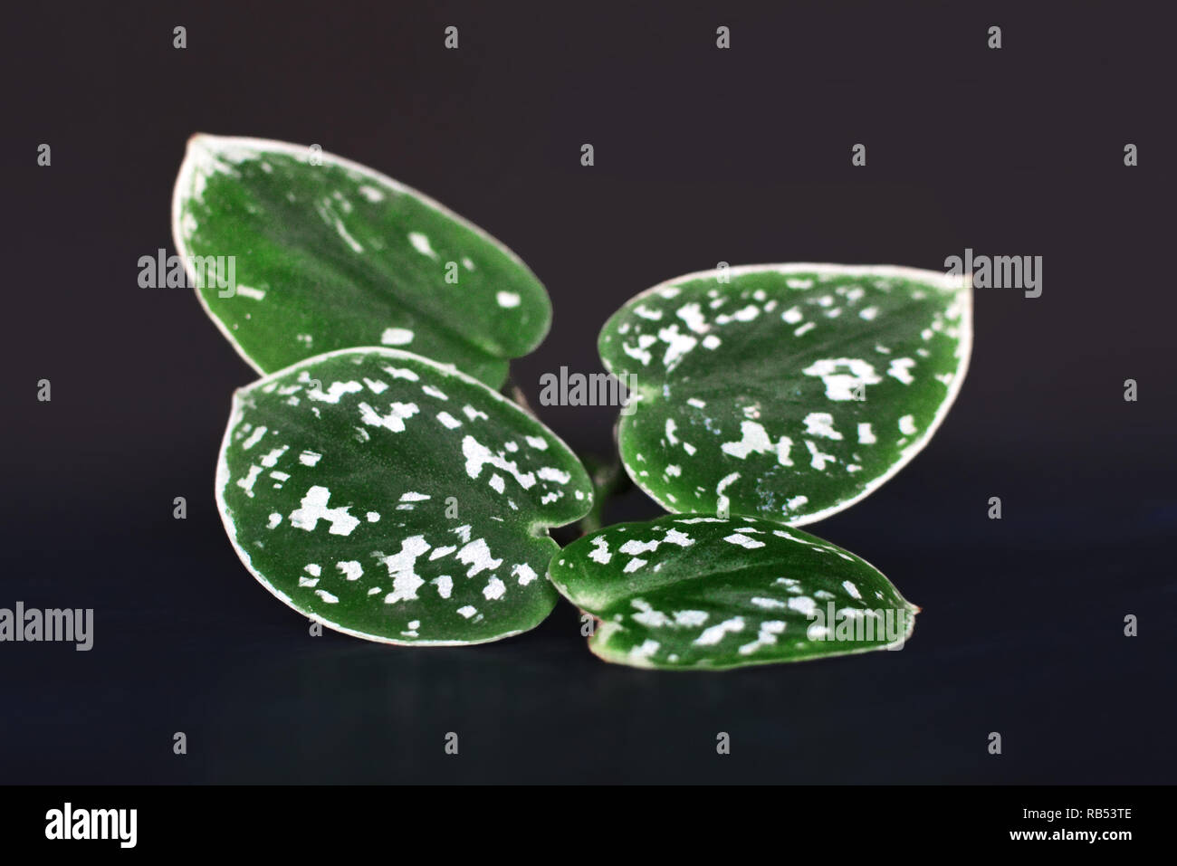 Close up of Scindapsus Pictus Argyreus Satin Pothos plant leaves on ...