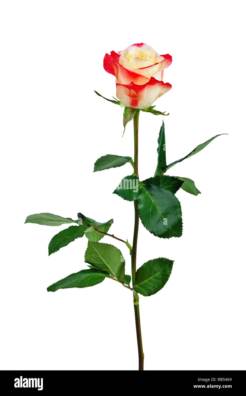 Beautiful single flower hi-res stock photography and images - Alamy