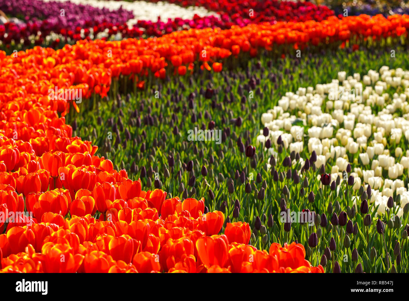 Tulip colorful flowers garden in Istanbul Turkey Stock Photo - Alamy