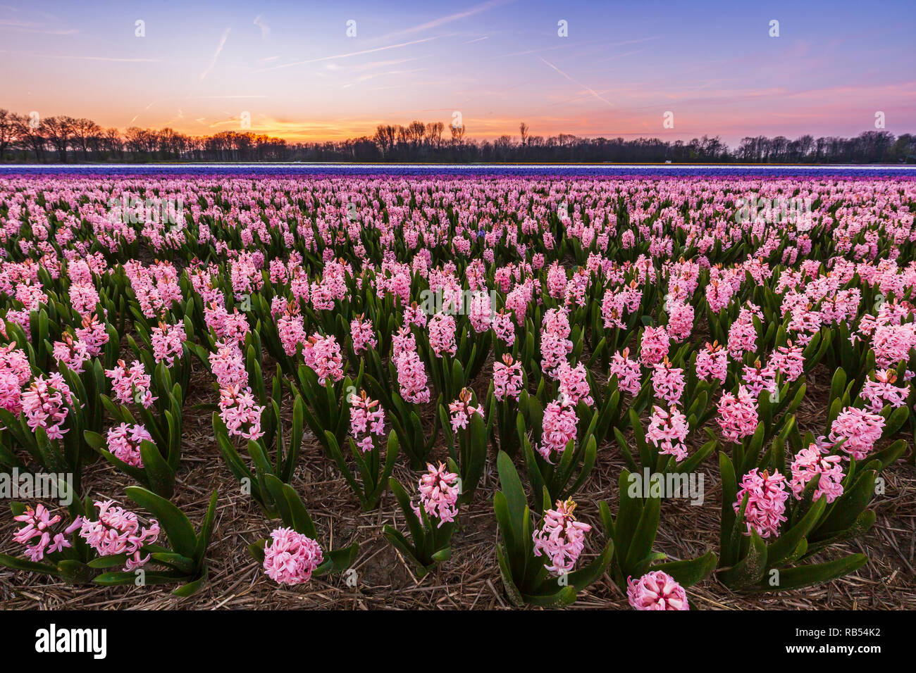 Colorful blooming flower field with pink and blue hyacinths during ...
