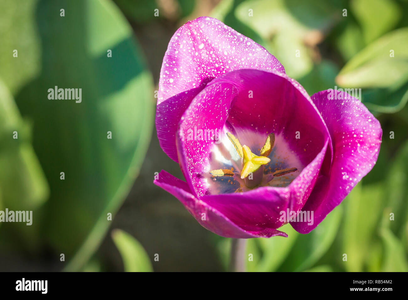 Opened blooming purple Dutch tulip top view growing in a flower field ...
