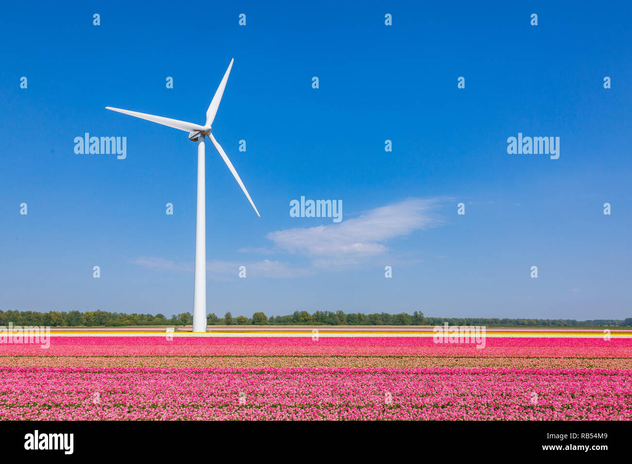Dutch pink tulips in a flower field in Holland under a sunny blue sky ...