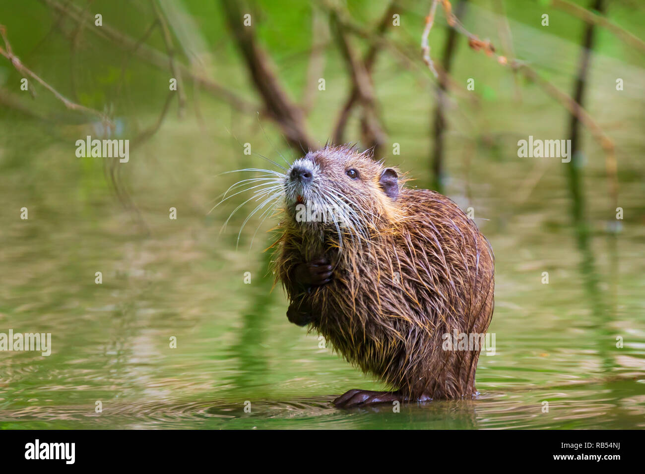 Closeup of a muskrat Ondatra zibethicus or nutria Myocastor coypus ...