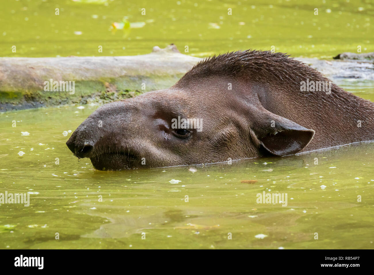 Smiling tapir hi-res stock photography and images - Alamy