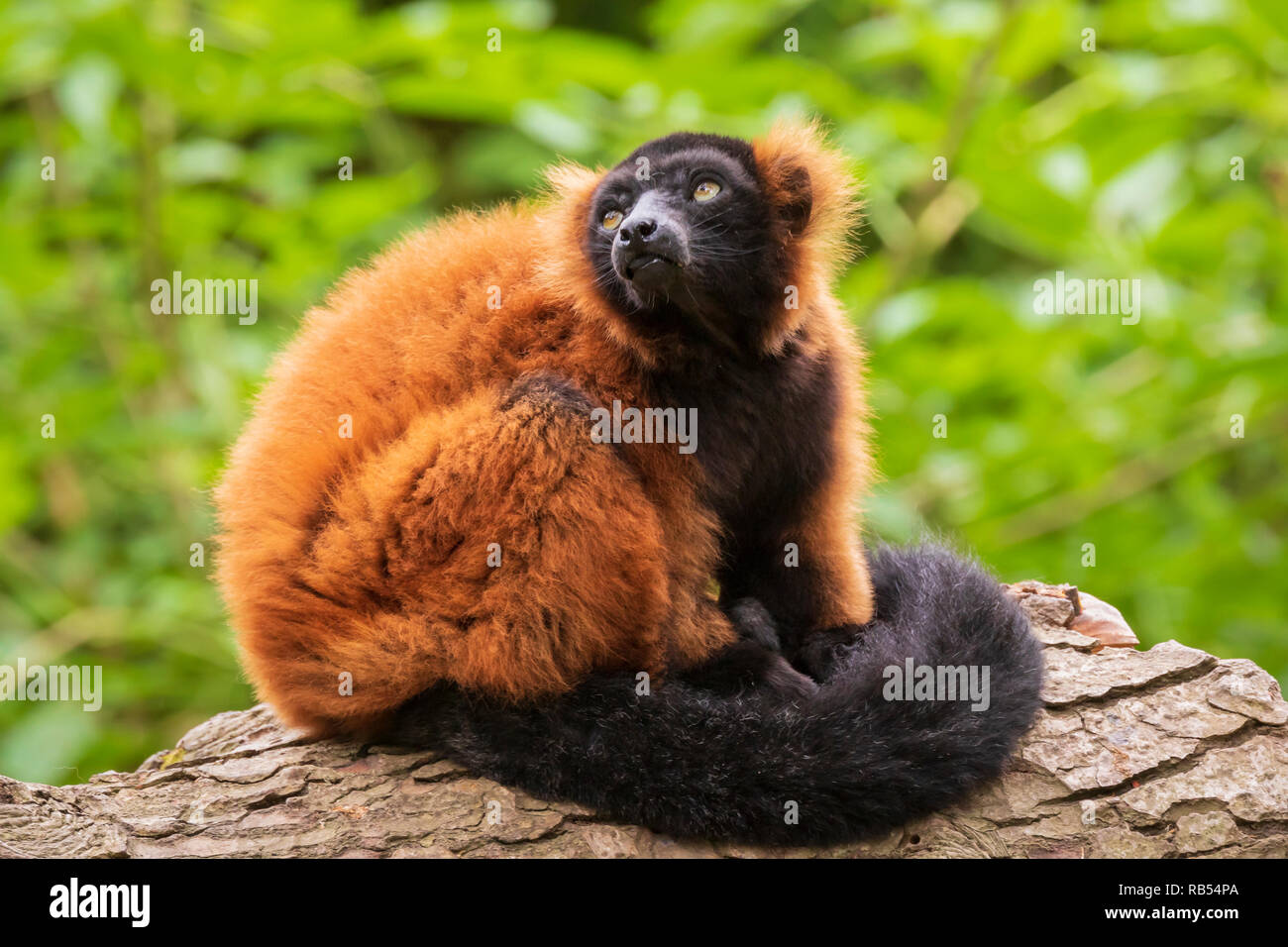A captive red ruffed lemur Varecia rubra perched in a tree in a forest ...