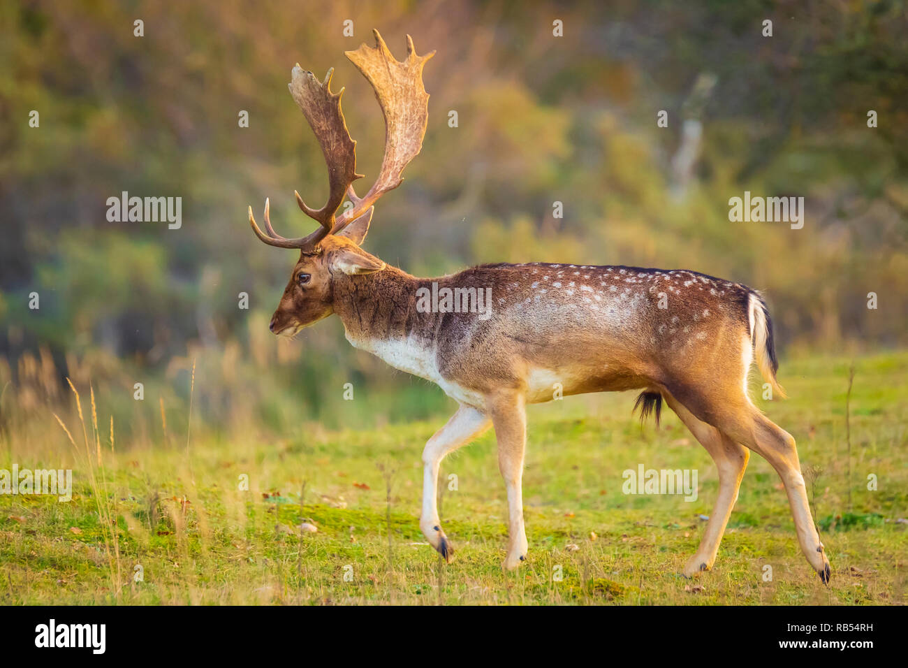 Fallow deer Dama Dama male with big antlers during rutting season. The ...