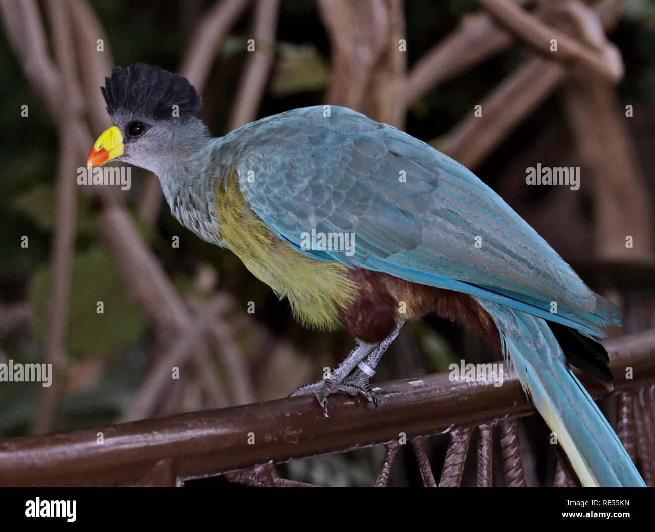 Great Blue Turaco (corythaeola cristata Stock Photo - Alamy