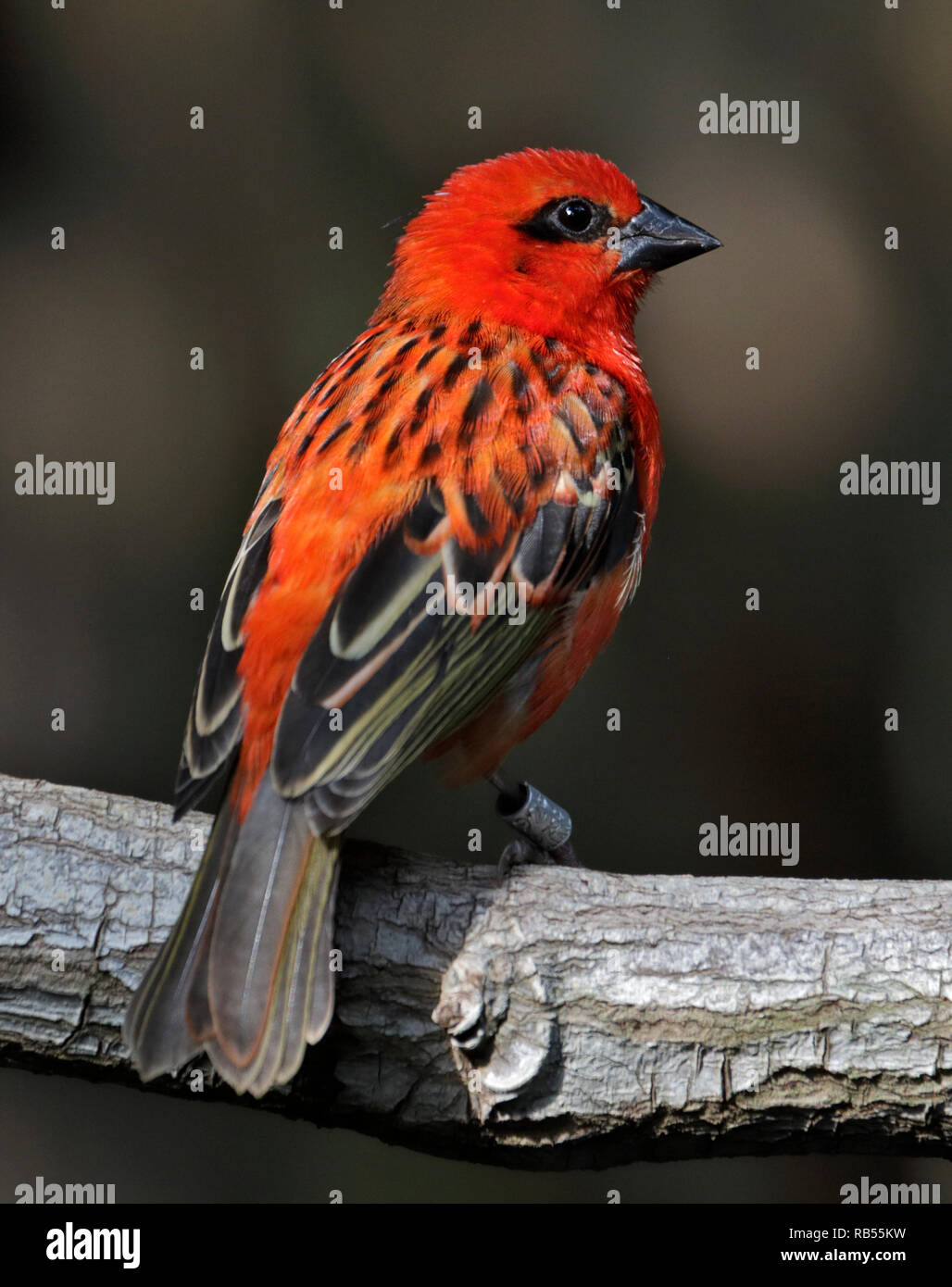 Madagascar Fody (foudia madagascariensis Stock Photo - Alamy