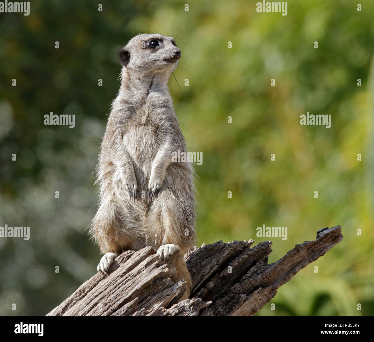 Slender Tailed Meerkat (suricata suricatta Stock Photo - Alamy