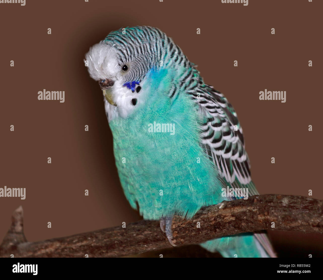 Budgerigars australia hi-res stock photography and images - Alamy