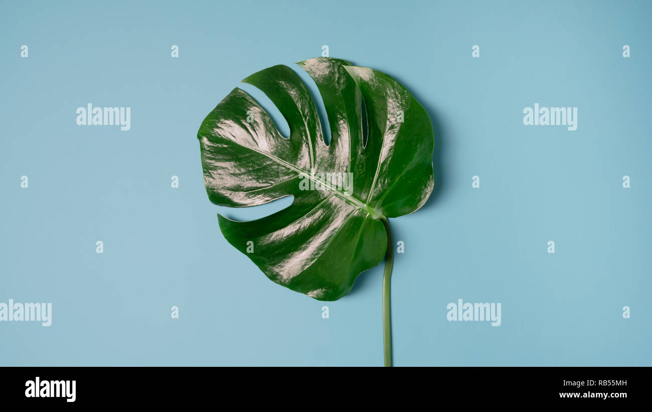 monstera plant pattern isolated, texture top view Stock Photo - Alamy