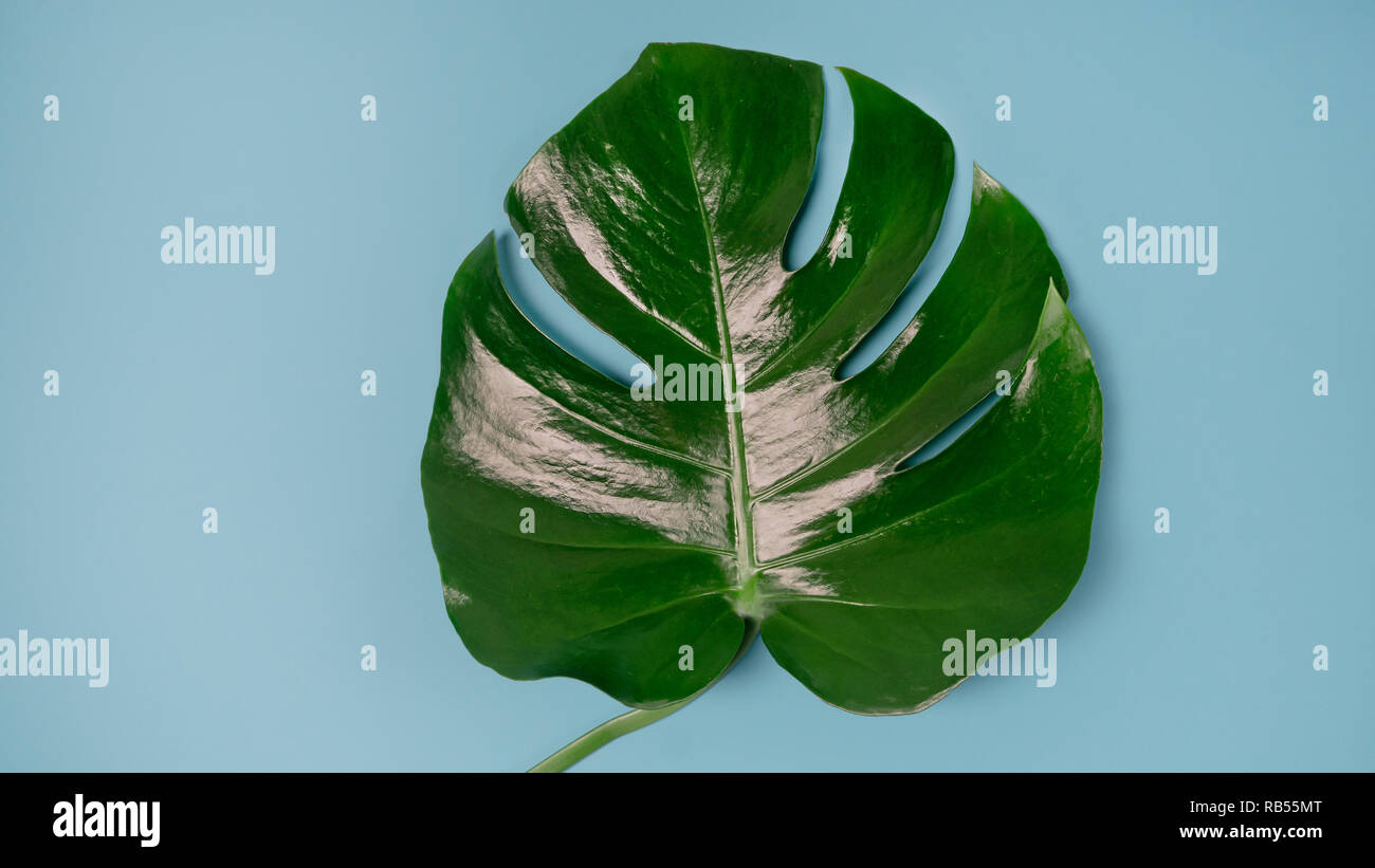 monstera plant pattern isolated, texture top view Stock Photo - Alamy