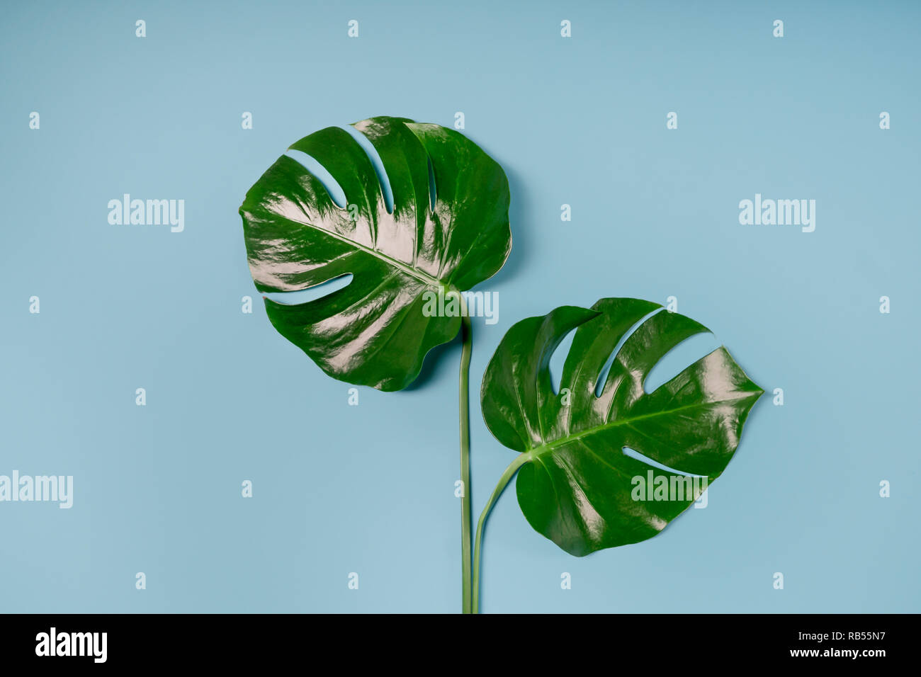 Monstera, minimal, spa, vacation, beach, top view Stock Photo - Alamy