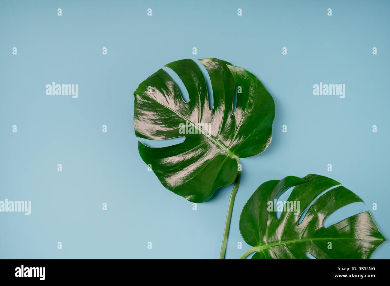 Monstera, minimal, spa, vacation, beach, top view Stock Photo - Alamy