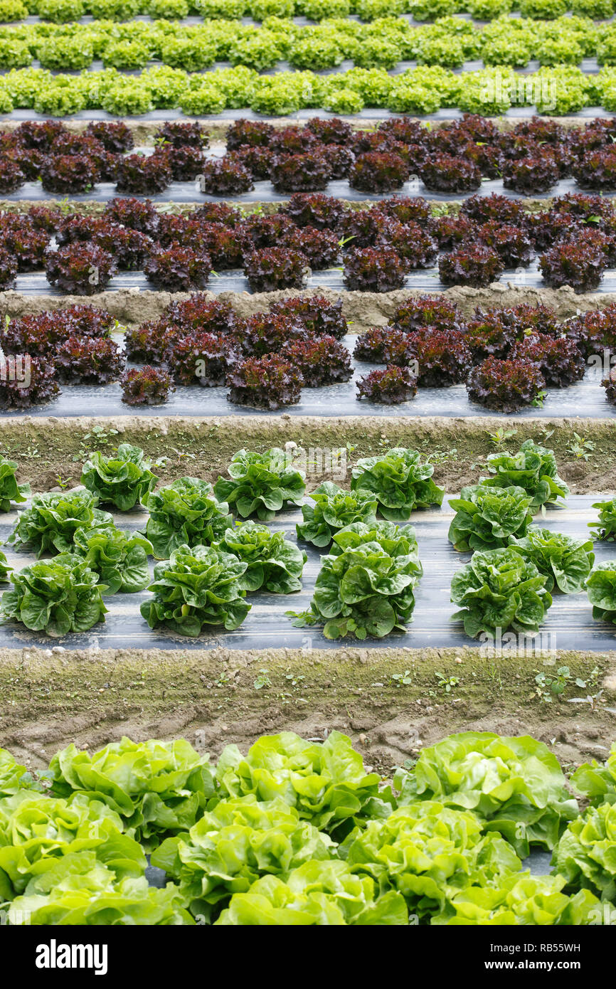 Field with rows of colorful, fully grown lettuce heads, ready for ...