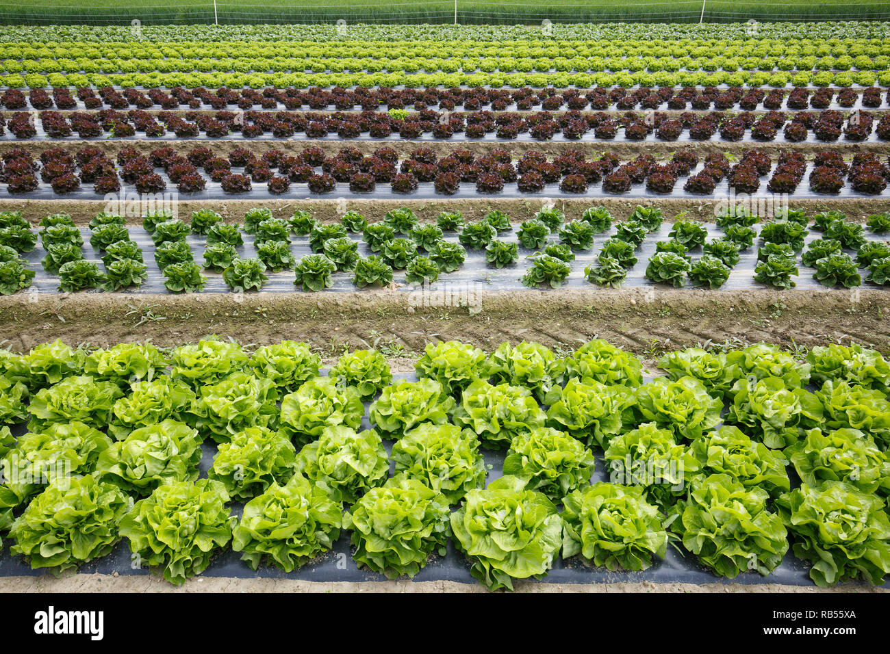 Field with rows of colorful, fully grown lettuce heads, ready for ...