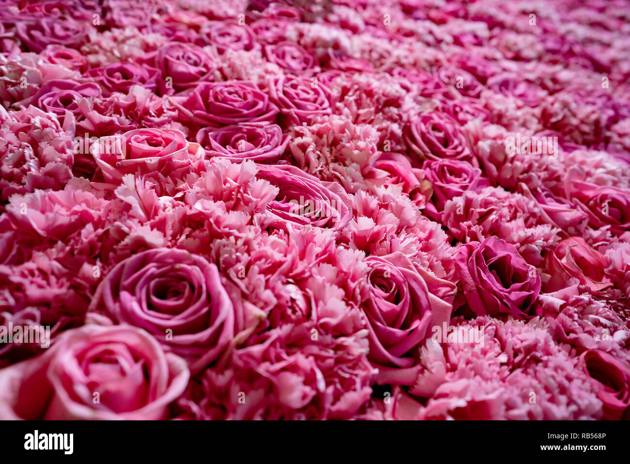 Natural roses background closeup Stock Photo - Alamy