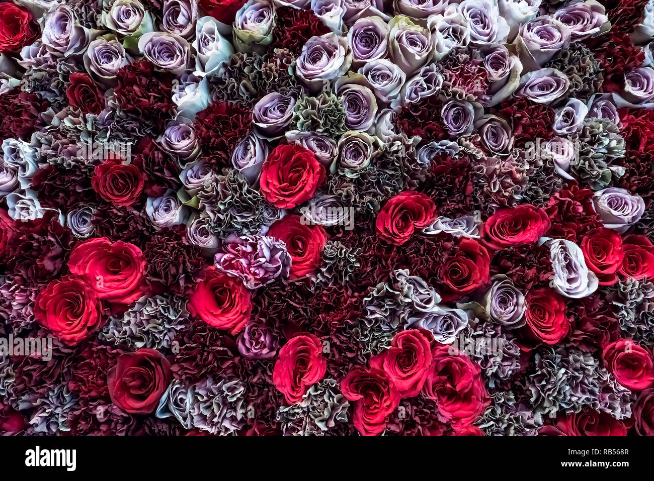Natural roses background closeup Stock Photo - Alamy