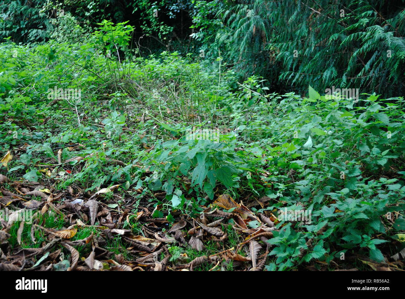 forest walk in england Stock Photo - Alamy