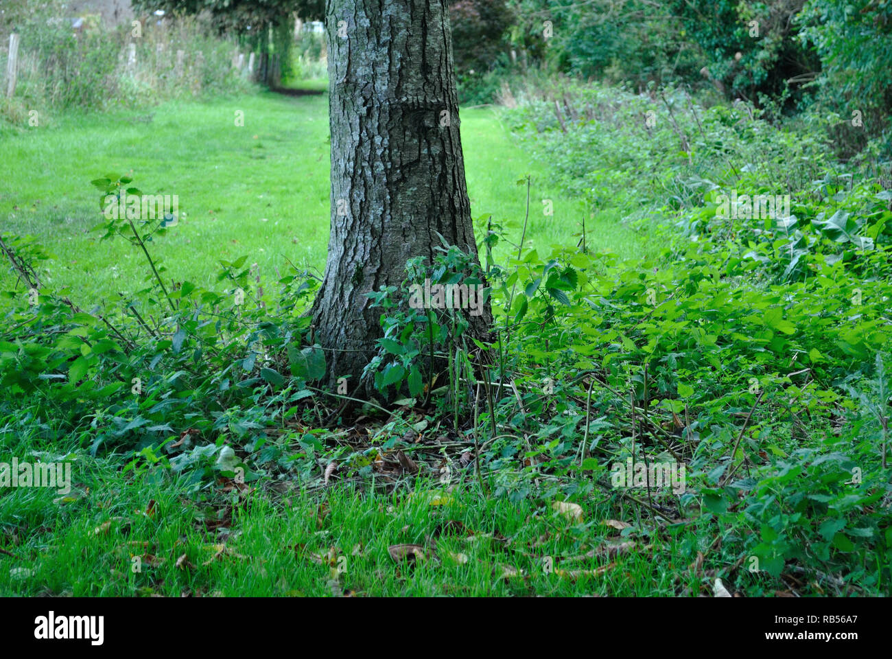 forest walk in england Stock Photo - Alamy