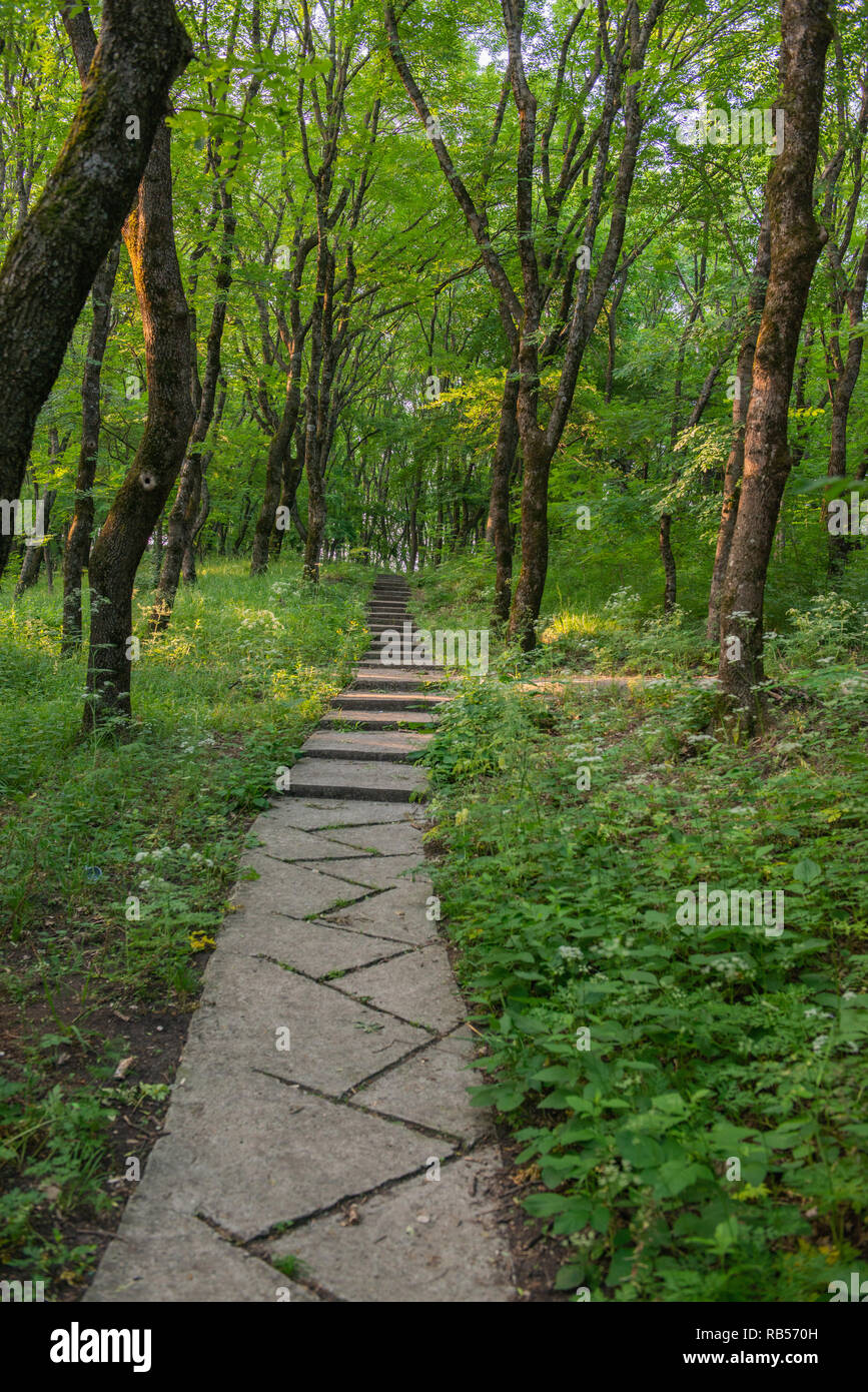 Personal perspective of walking on a path in the forest Stock Photo - Alamy