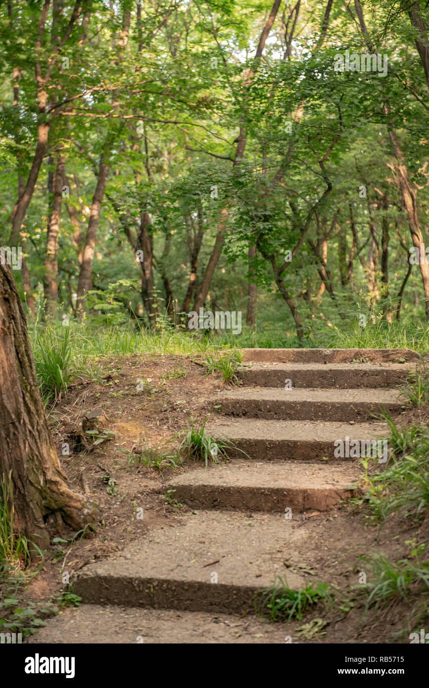 Forest trees dense walking hi-res stock photography and images - Alamy
