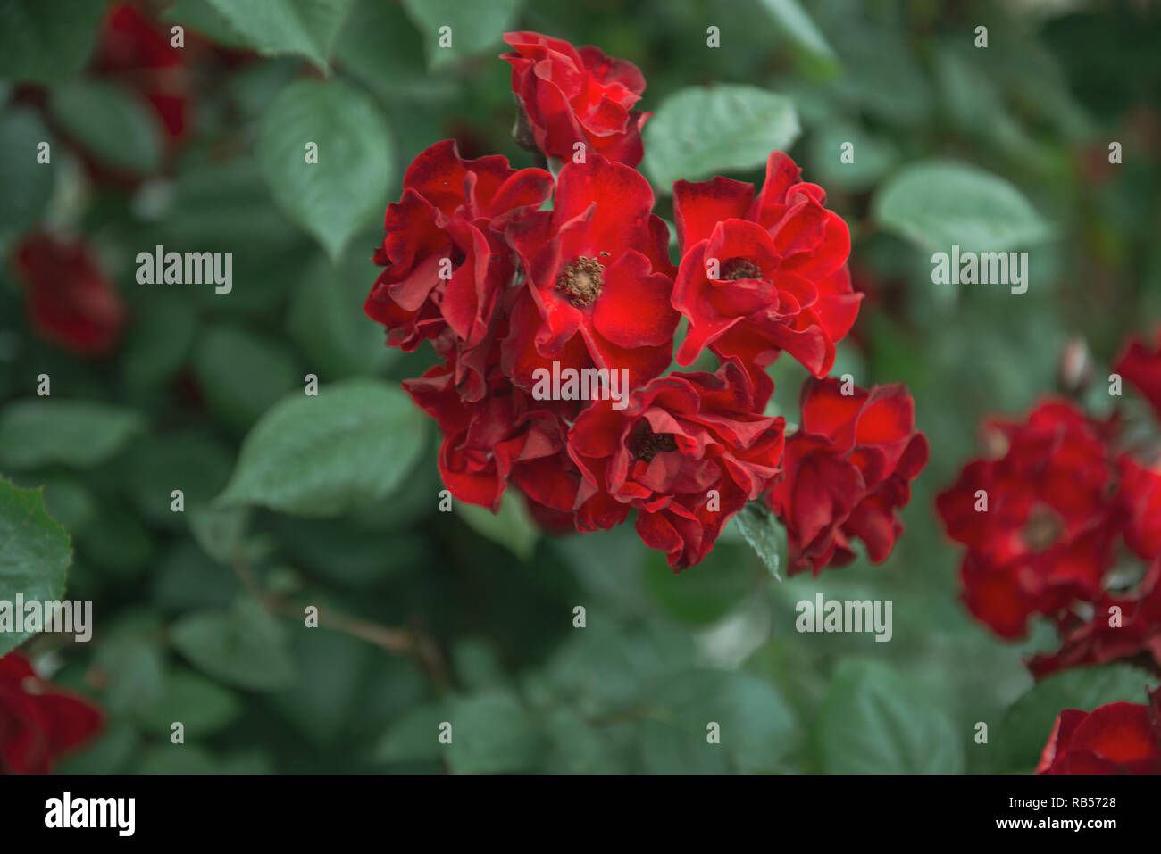 Garden red flowers on green background Stock Photo - Alamy