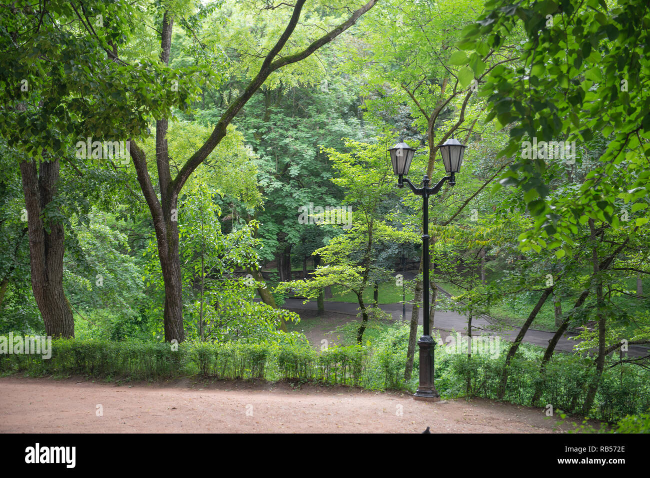 Wet forest environment hi-res stock photography and images - Alamy