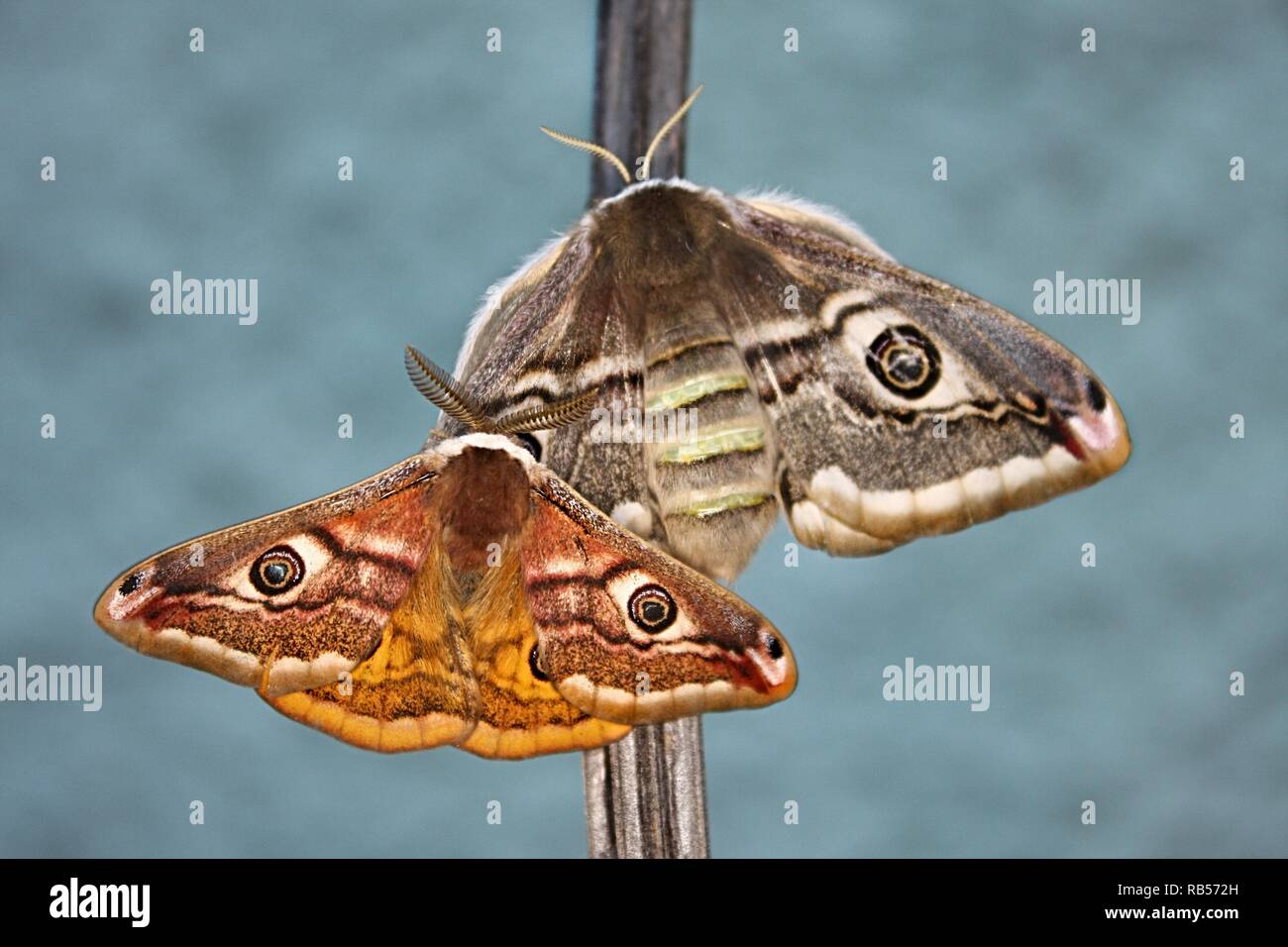 Small Emperor Moth, male and female (Saturnia pavonia Stock Photo - Alamy