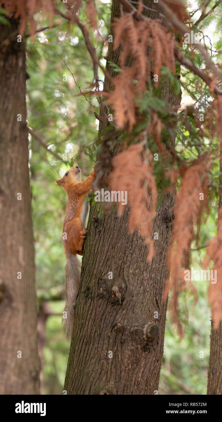 Female red squirrel sciurus hi-res stock photography and images - Alamy