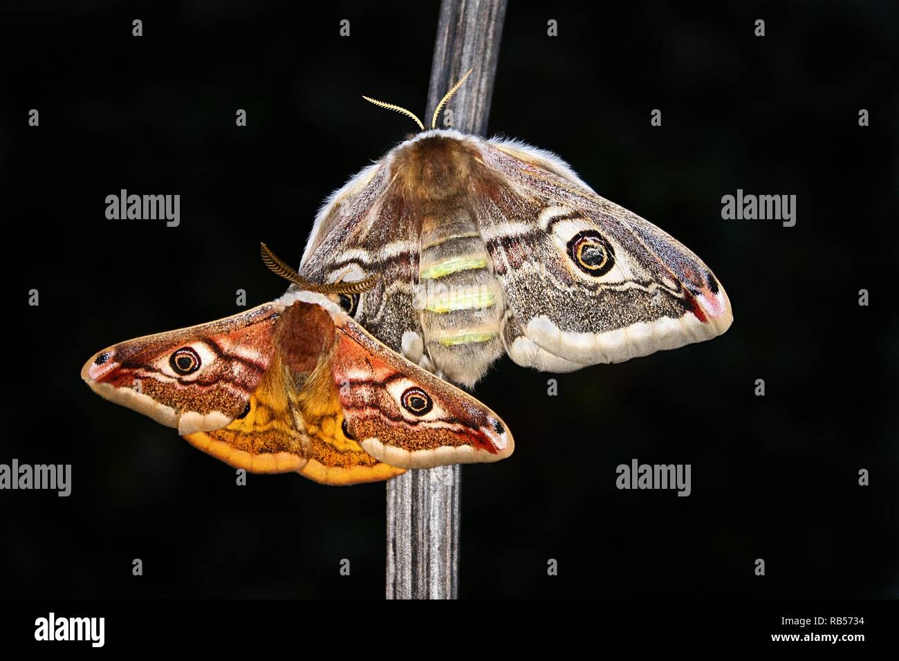 Small Emperor Moth, male and female (Saturnia pavonia Stock Photo - Alamy