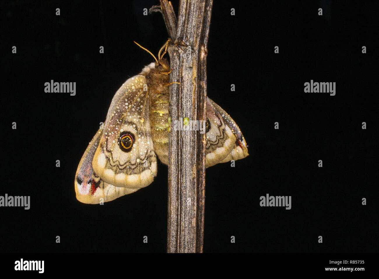 Small Emperor Moth (Saturnia pavonia) lay eggs Stock Photo - Alamy