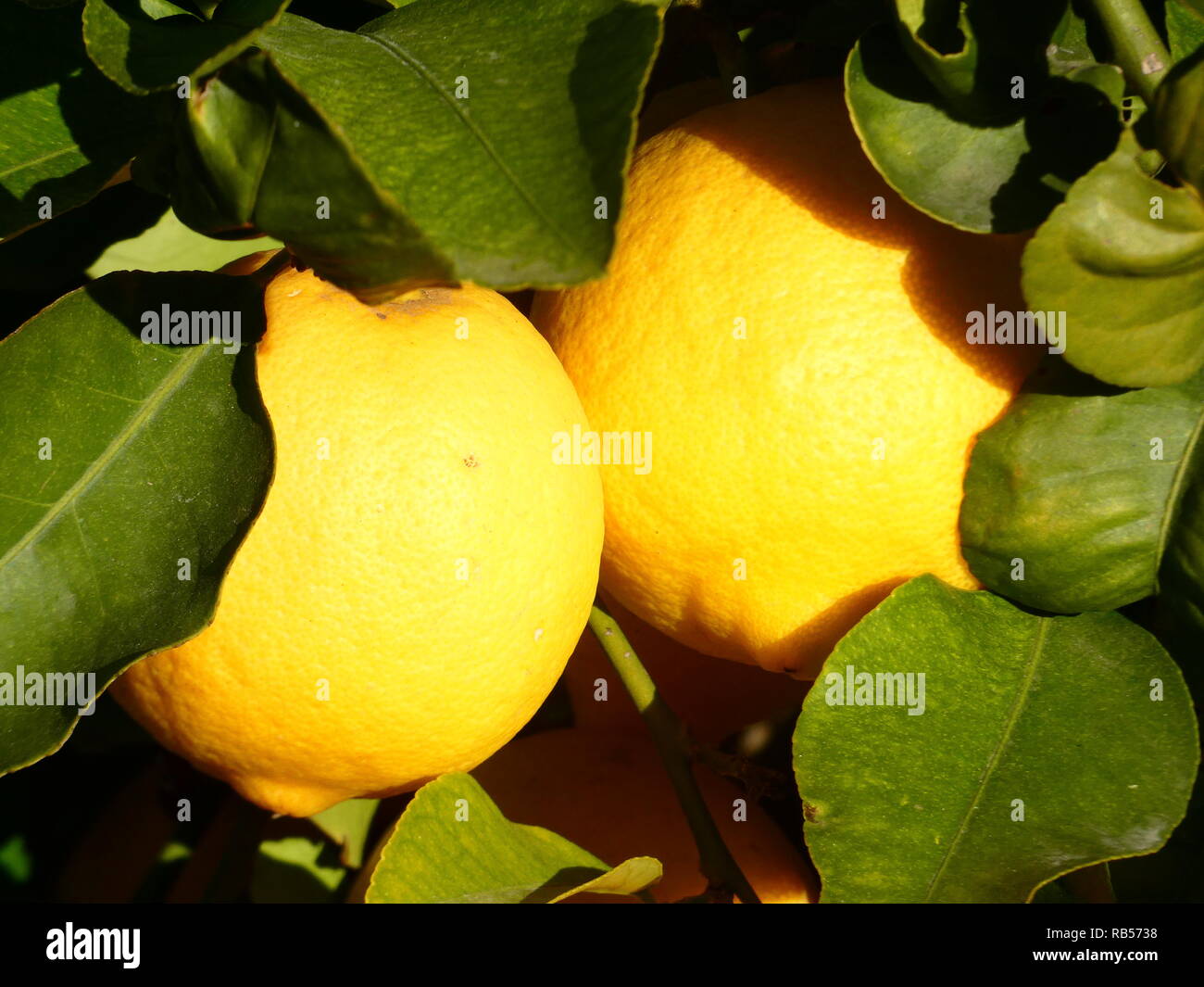 Product of murcia hi-res stock photography and images - Alamy