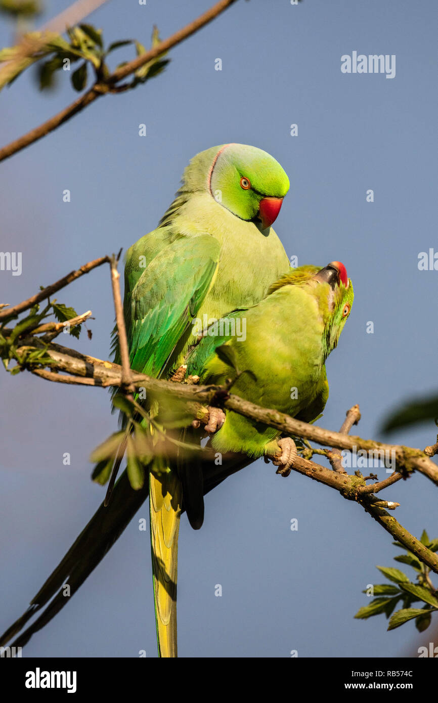 Parakeet Mating