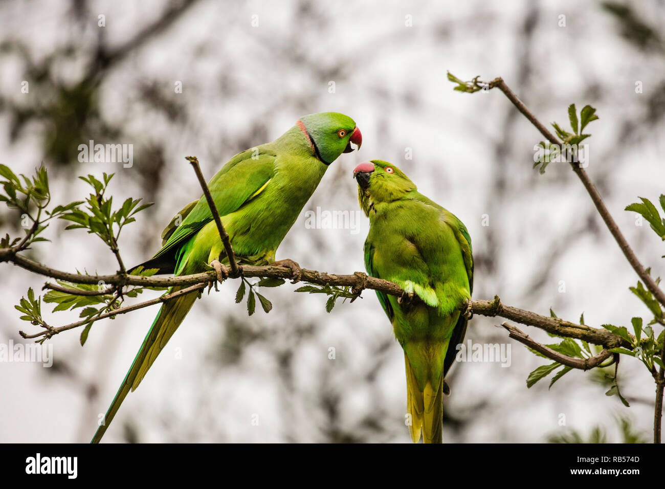 Rose-ringed parakeet (Psittacula krameri), also known as the ring ...