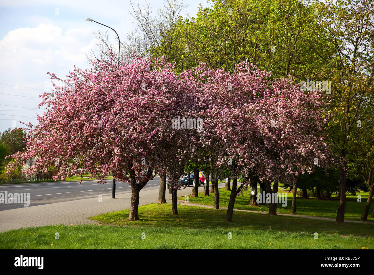 Beautiful flowers of decorative apple tree also called paradise apple ...