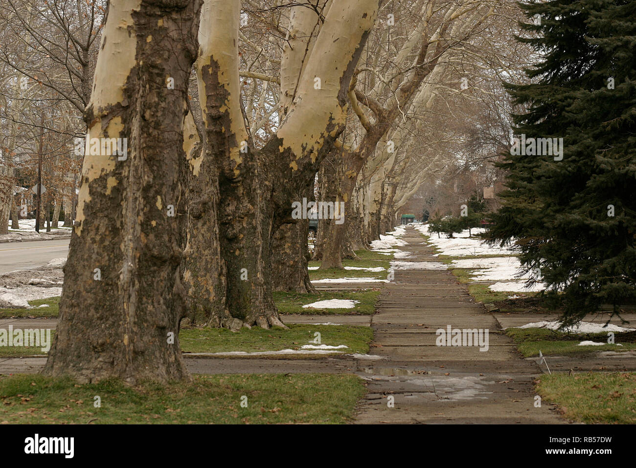 American Sycamore trees in winter. Old, large Sycamore trees along ... American Sycamore trees in winter. Old, large Sycamore trees along ...