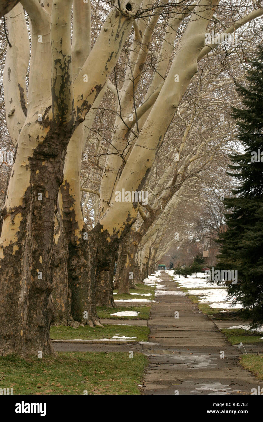 American Sycamore trees in winter. Old, large Sycamore trees along ... American Sycamore trees in winter. Old, large Sycamore trees along ...