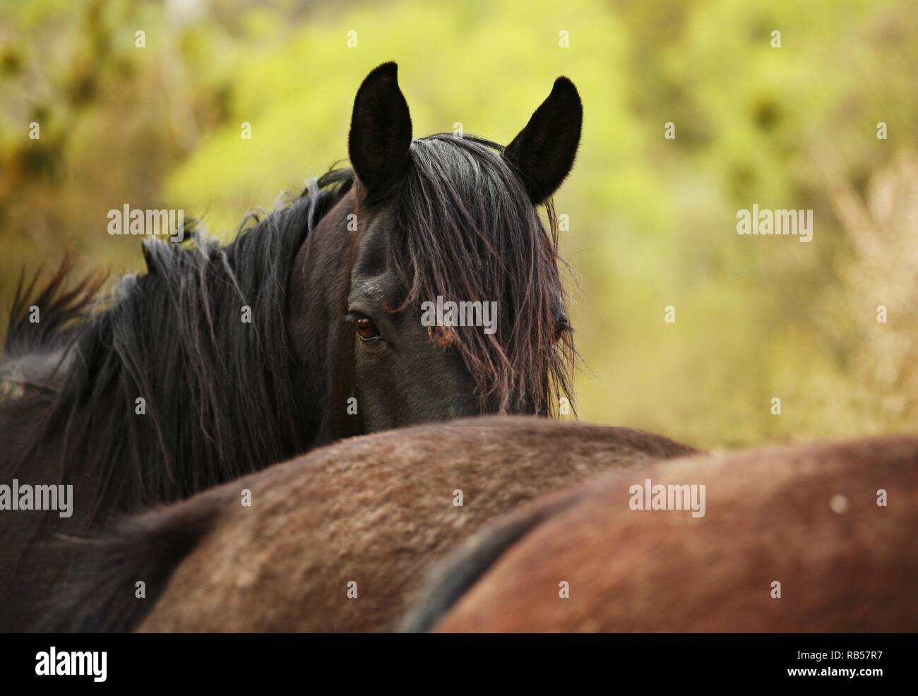 Horse looking around hi-res stock photography and images - Alamy