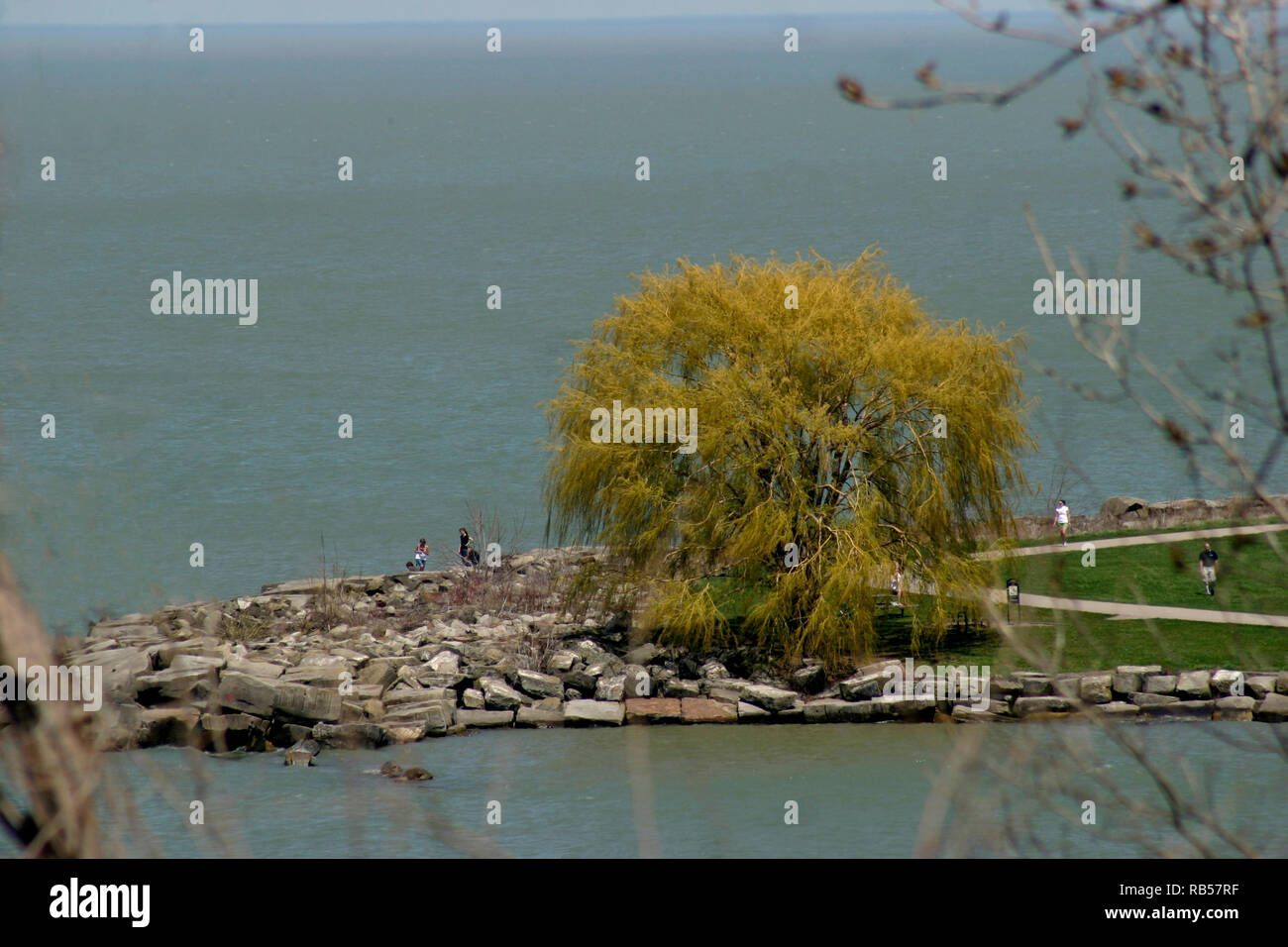 Willow tree in Edgewater Park in Cleveland, Ohio, USA Stock Photo - Alamy