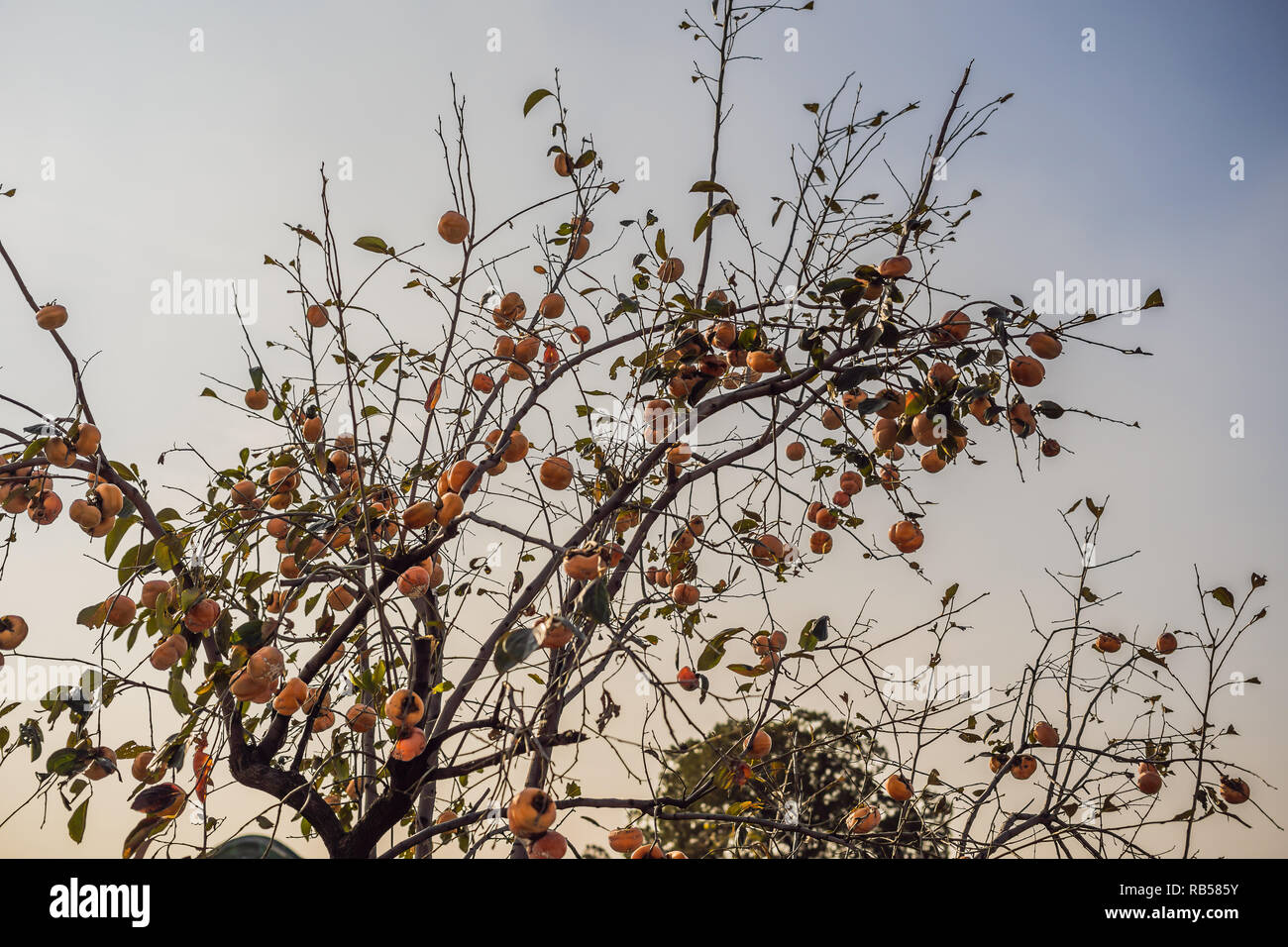 Persimmon tree with many persimmons in autumn Stock Photo - Alamy