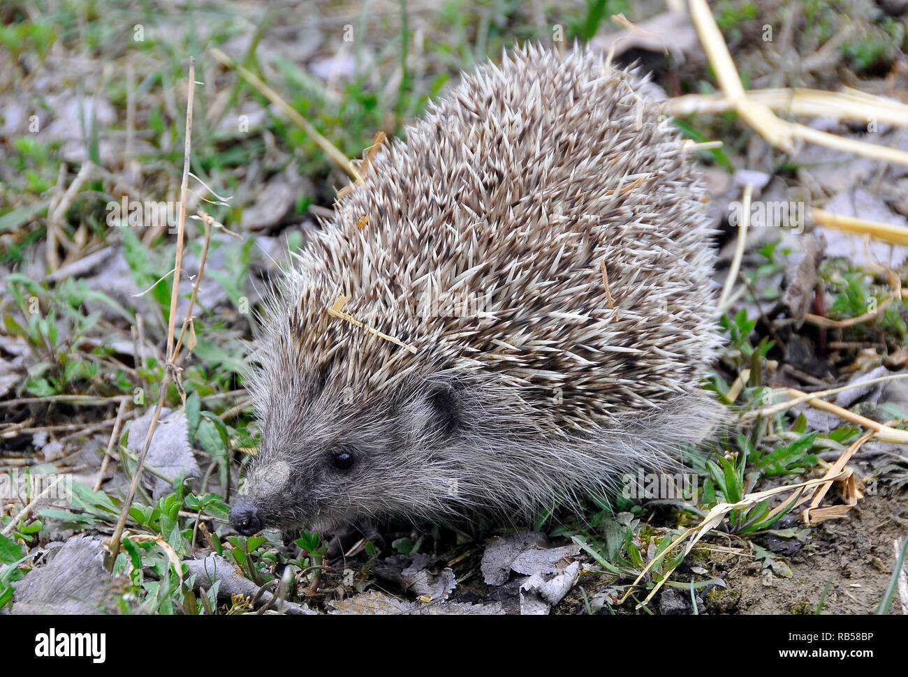 Northern White-Breasted Hedgehog, Nördliche Weißbrustigel ...