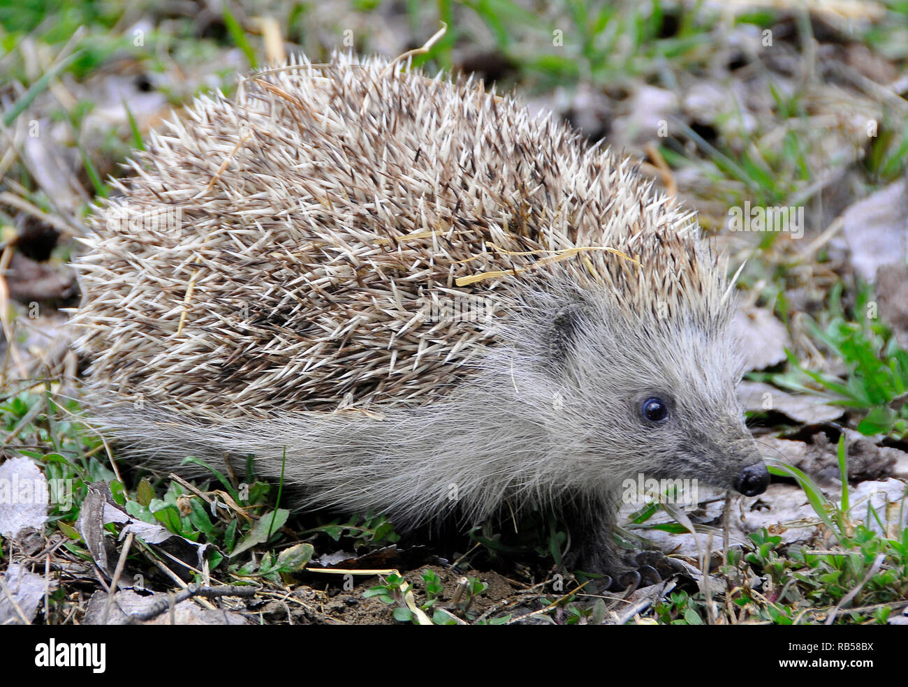Northern White-Breasted Hedgehog, Nördliche Weißbrustigel ...
