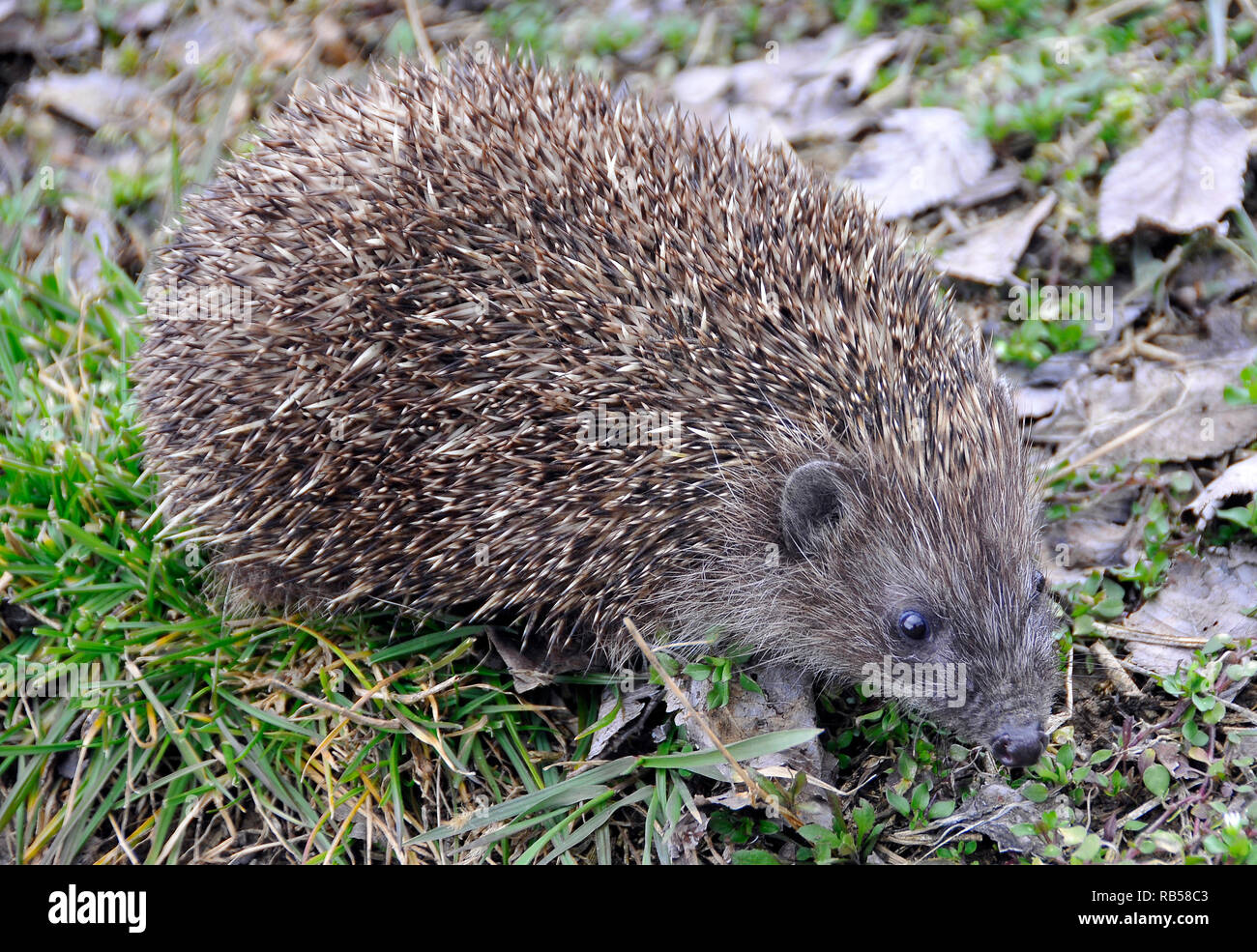 Nordliche weissbrustigel hi-res stock photography and images - Alamy