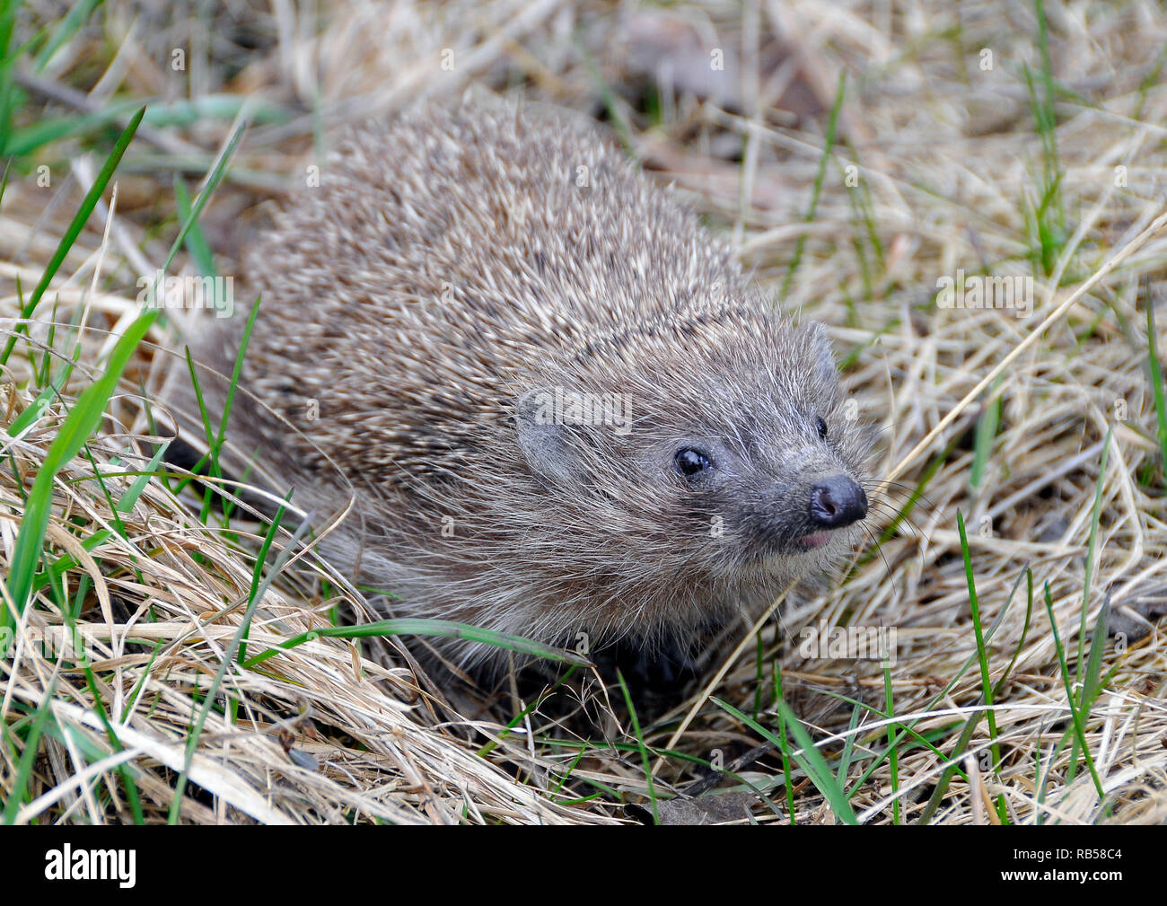 Northern White-Breasted Hedgehog, Nördliche Weißbrustigel ...