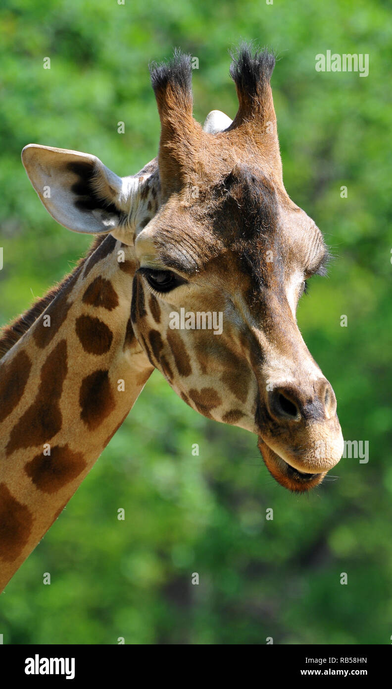 Rothschild's giraffe, Giraffa camelopardalis rothschildi Rotschild ...